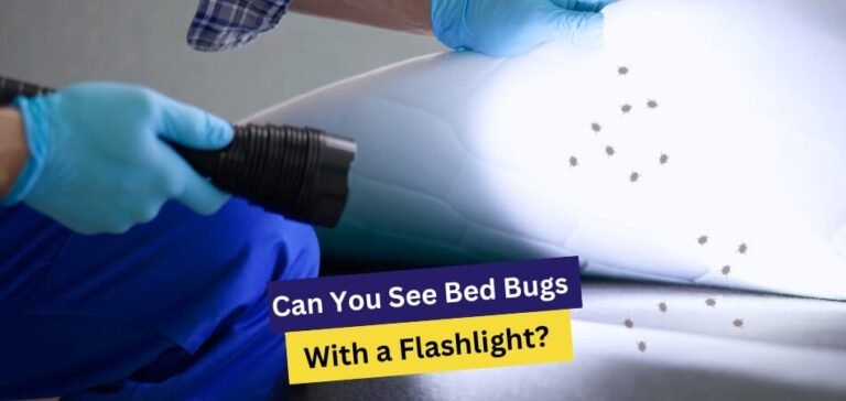 Can You See Bed Bugs With a Flashlight?